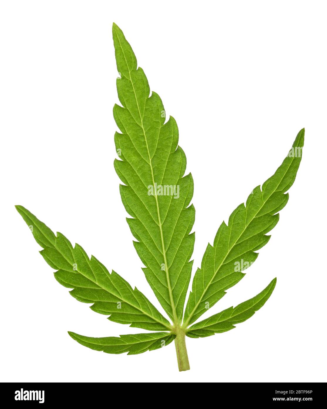 Hemp marijuana cannabis sativa Cut Out Stock Images & Pictures - Alamy