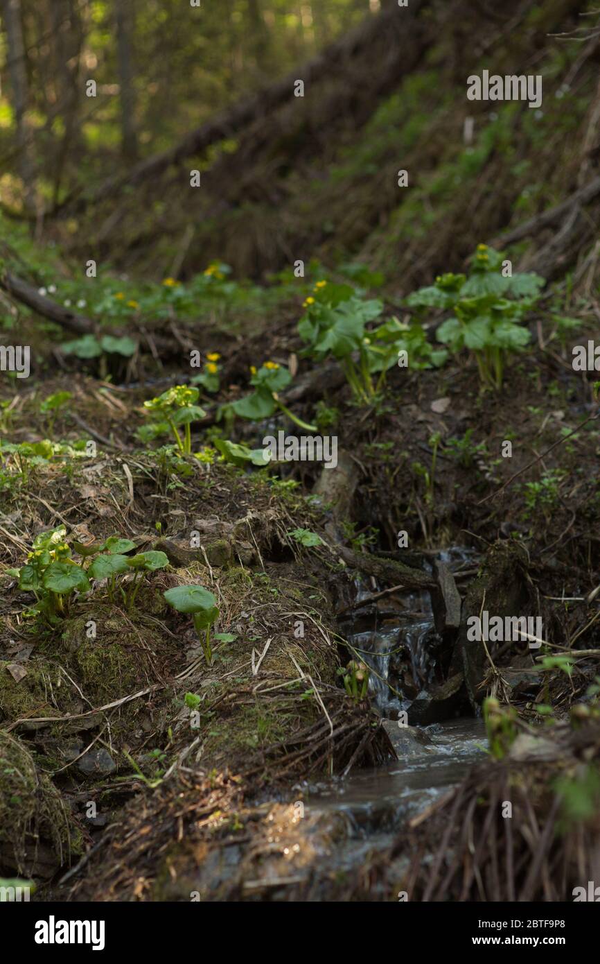 A beautiful green forest with moss and small ravines, post-war trenches ...