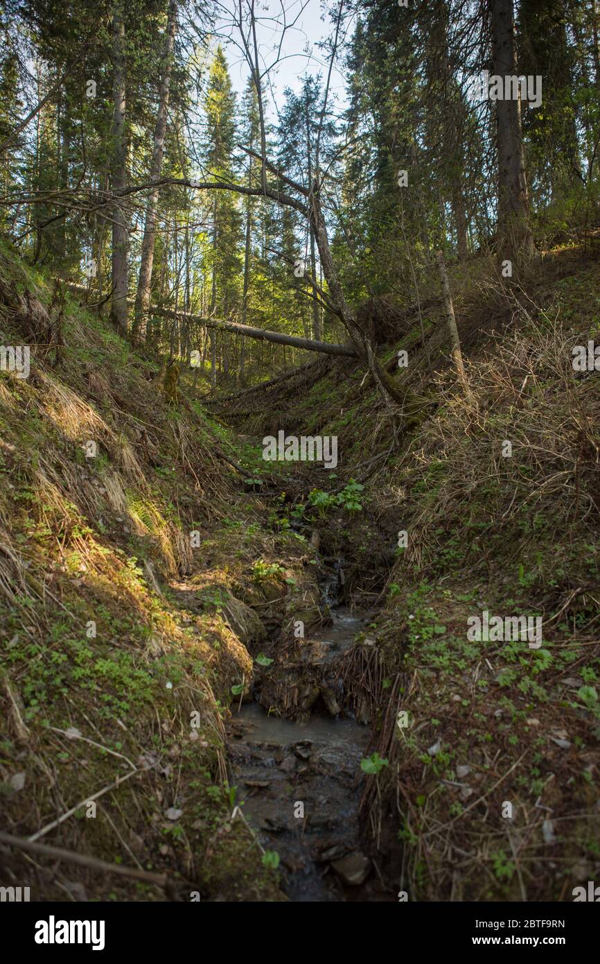 A beautiful green forest with moss and small ravines, post-war trenches ...