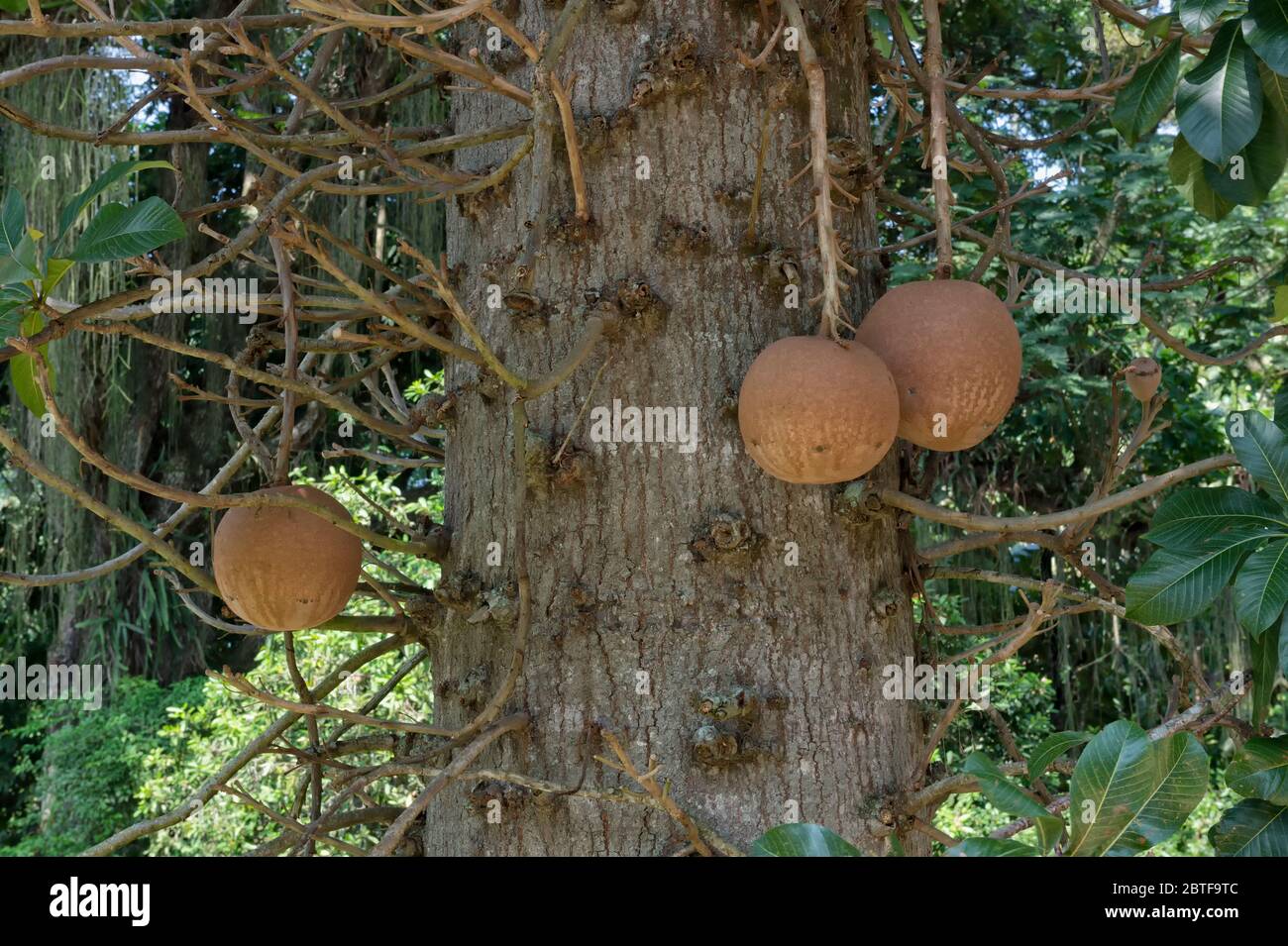 Lecythidaceae hi-res stock photography and images - Alamy