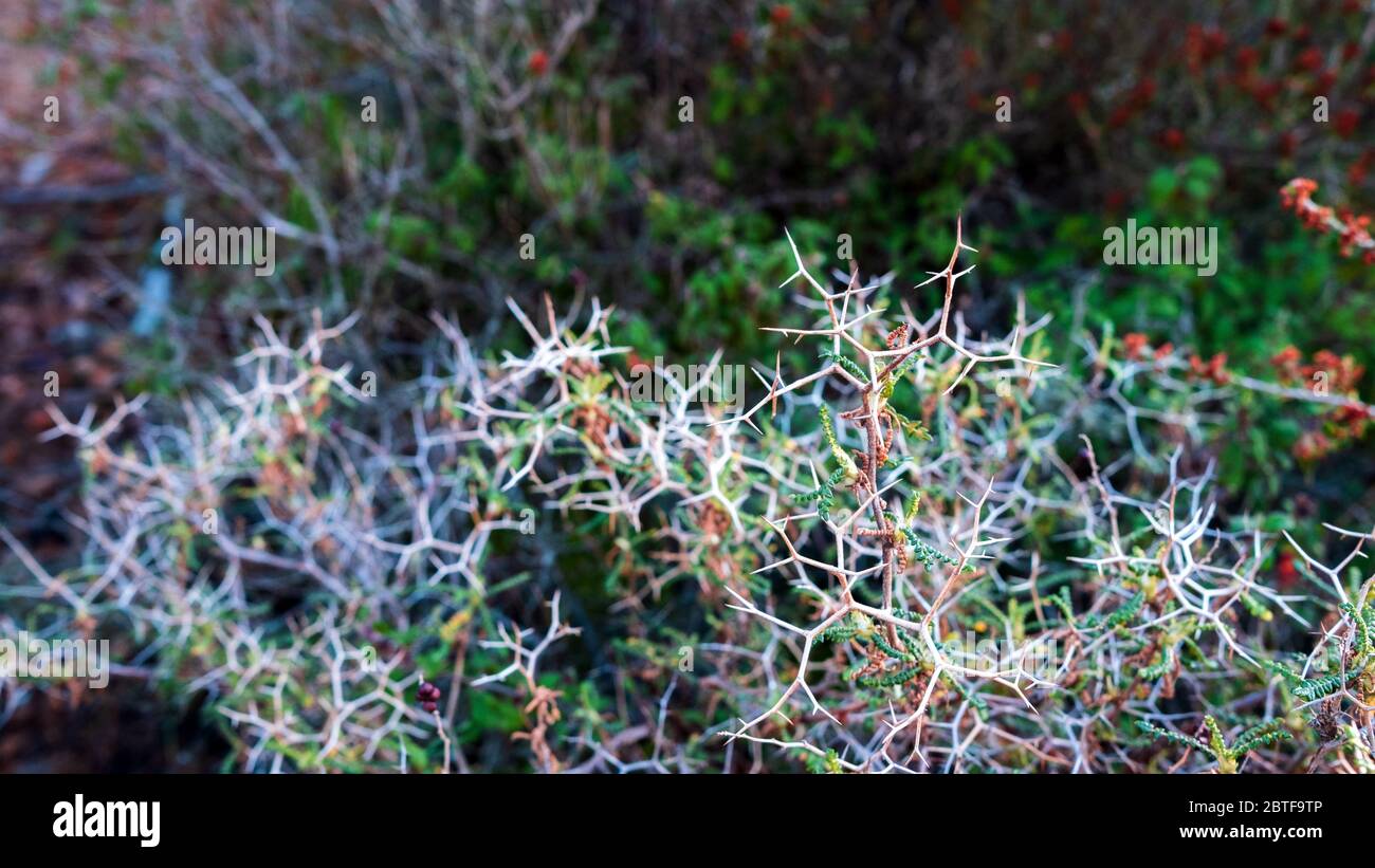 Thorn forest hi-res stock photography and images - Alamy