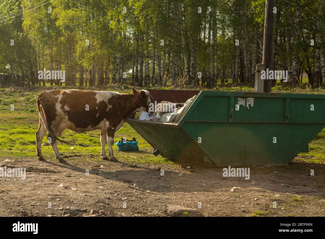 cows eat garbage in the trash can Stock Photo - Alamy