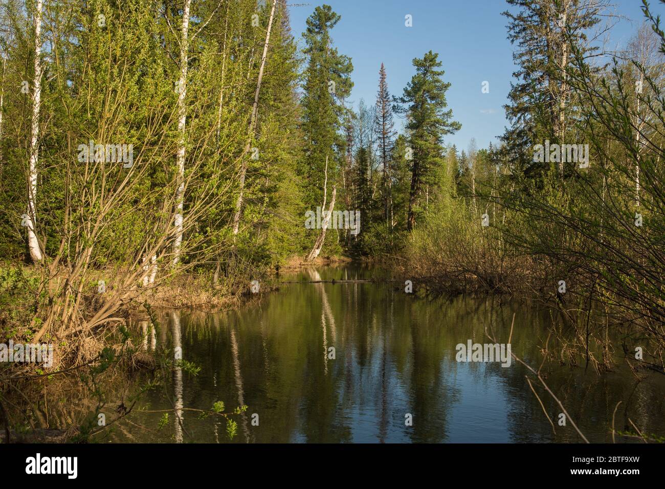 Fog dawn sun in swamp hi-res stock photography and images - Alamy