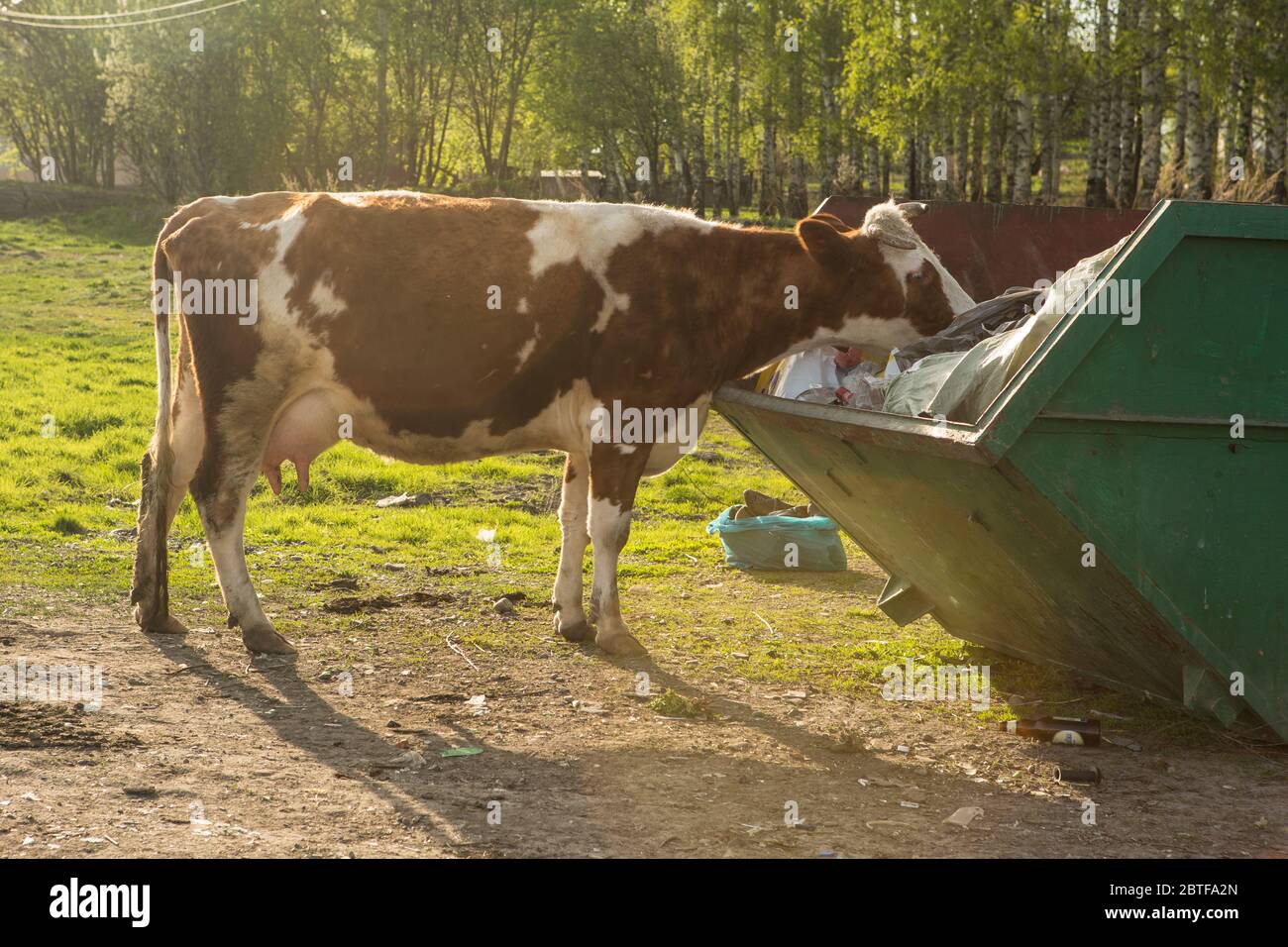 cows eat garbage in the trash can Stock Photo - Alamy