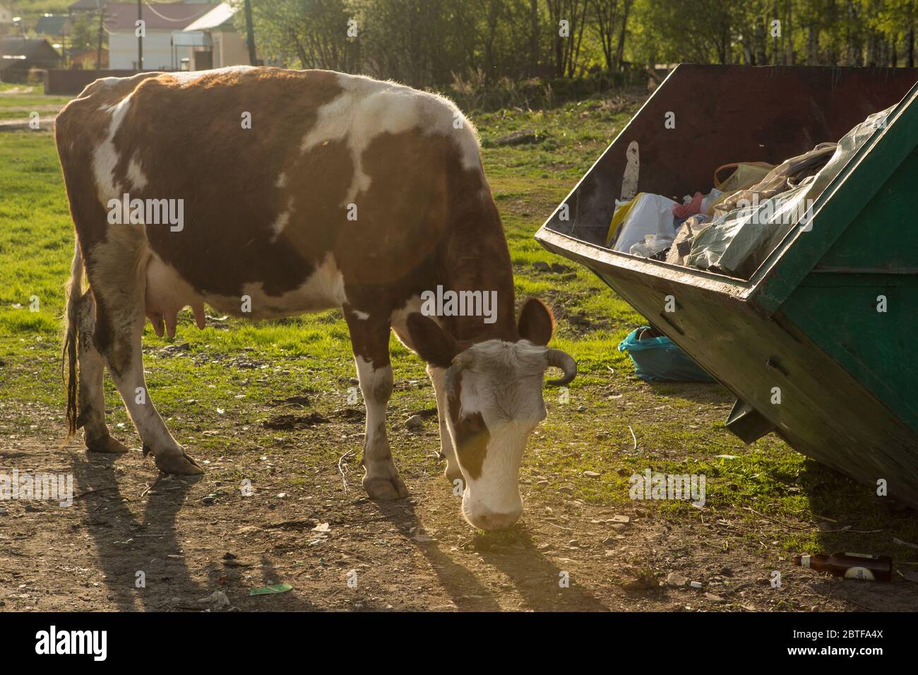 cows eat garbage in the trash can Stock Photo - Alamy