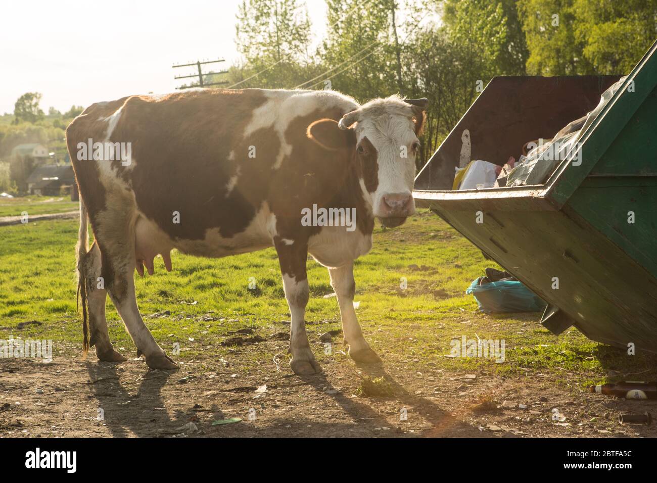 India cow trash garbage bin rubbish hi-res stock photography and images ...