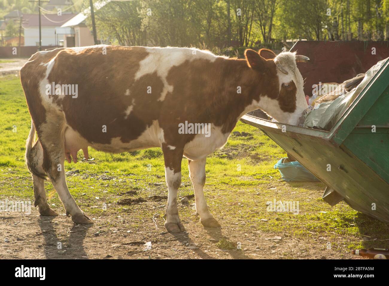 India cow trash garbage bin rubbish hi-res stock photography and images ...