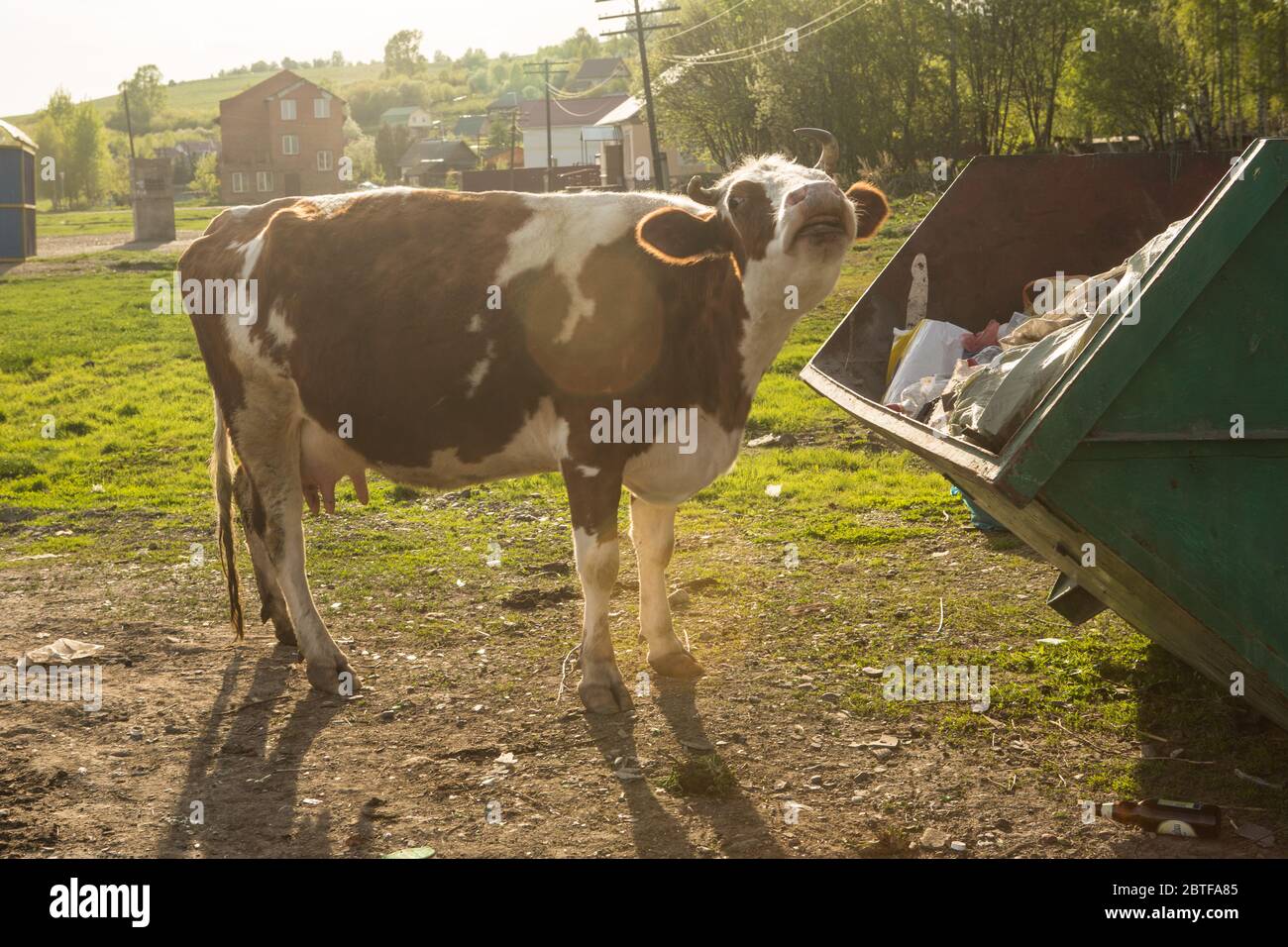 cows eat garbage in the trash can Stock Photo - Alamy
