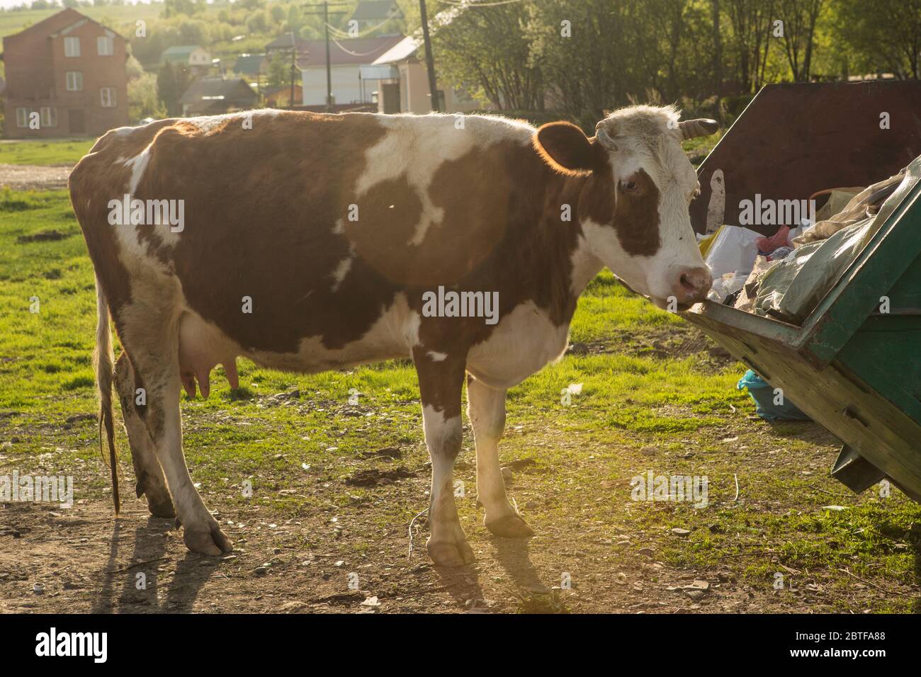 cows eat garbage in the trash can Stock Photo - Alamy