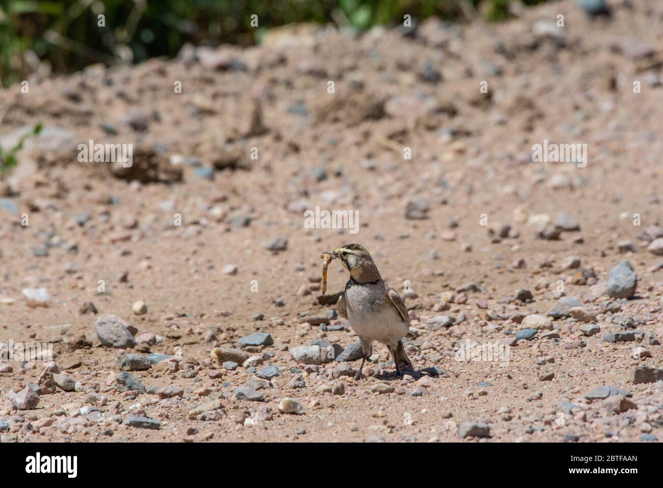 Horned Lark (Eremophila alpestris) from Weld County, Colorado, USA ...