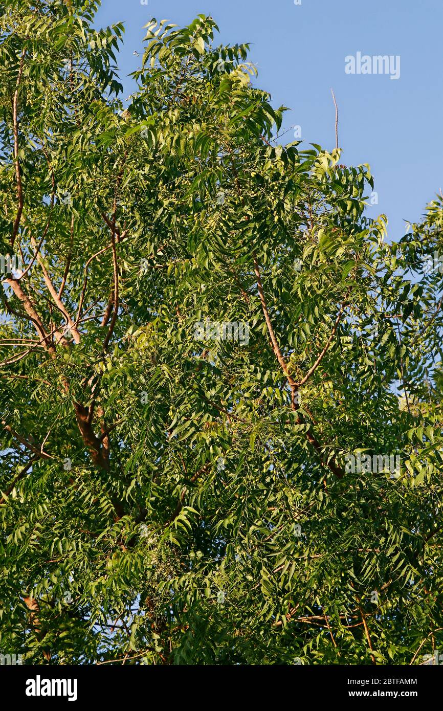 Azadirachta indica commonly known hi-res stock photography and images ...