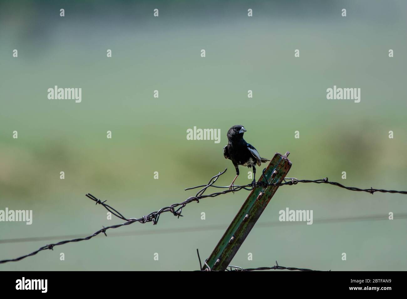 Lark Bunting (Calamospiza melanocorys) from Weld County, Colorado, USA ...