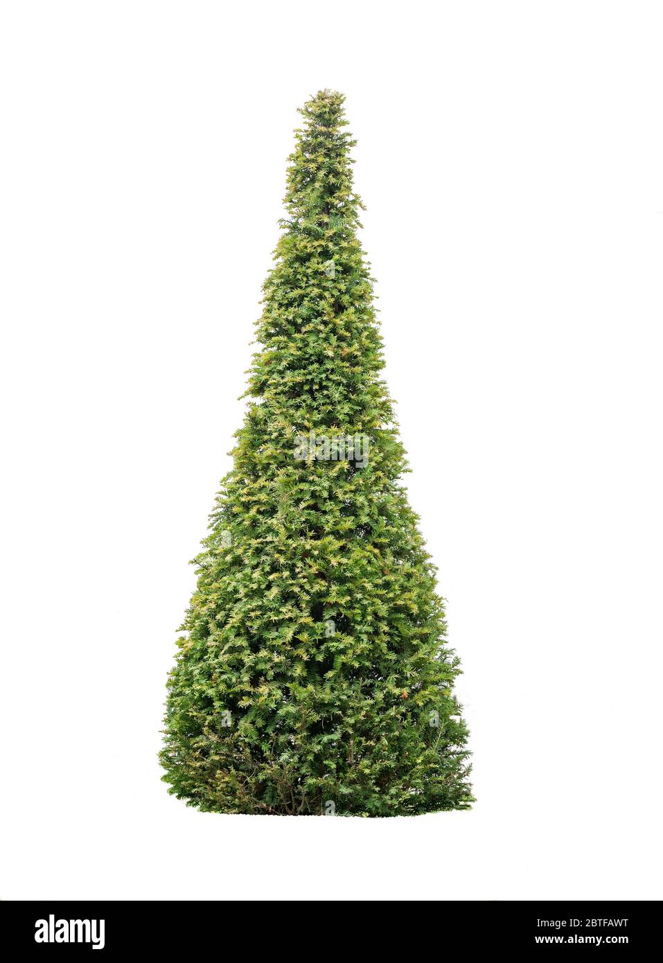 Pyramidal shape cypress tree isolated over white background Stock Photo ...