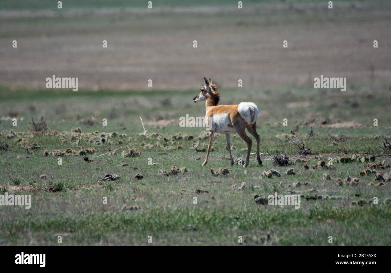 Pronghorn (Antilocapra americana) from Weld County, Colorado, USA Stock ...