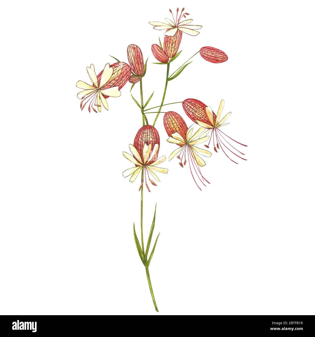 Bladder campion flowers. Watercolor set of drawing cornflowers, floral ...
