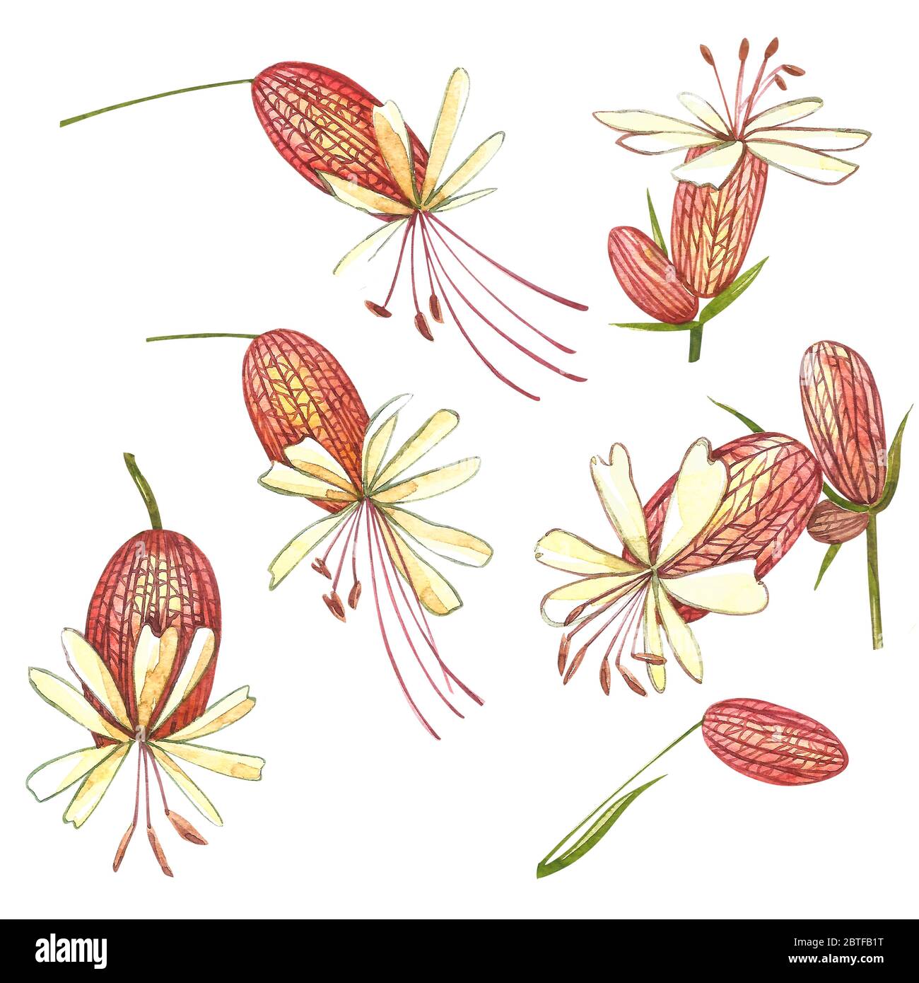 Bladder campion flowers. Watercolor set of drawing cornflowers, floral ...