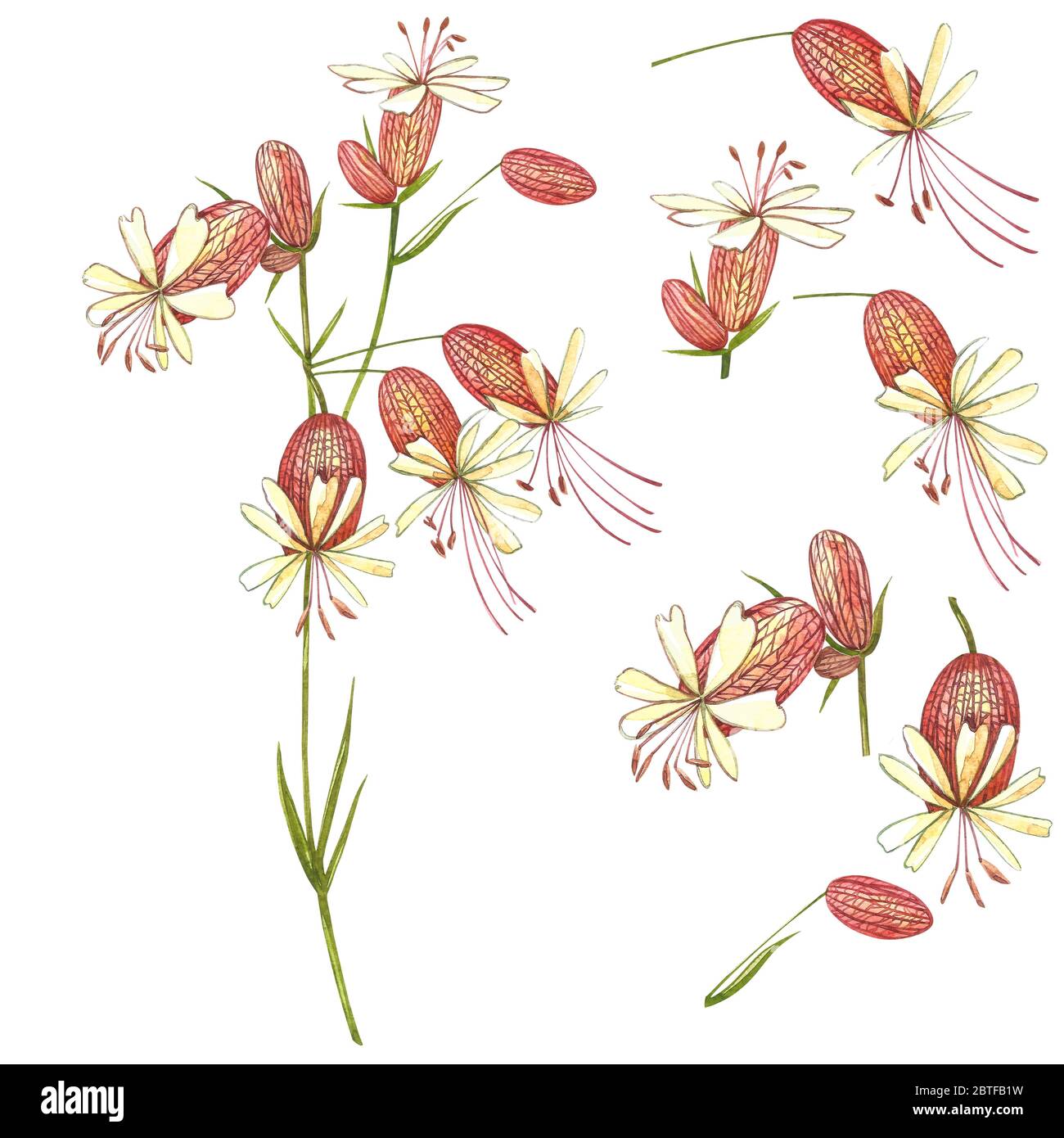 Bladder campion flowers. Watercolor set of drawing cornflowers, floral ...