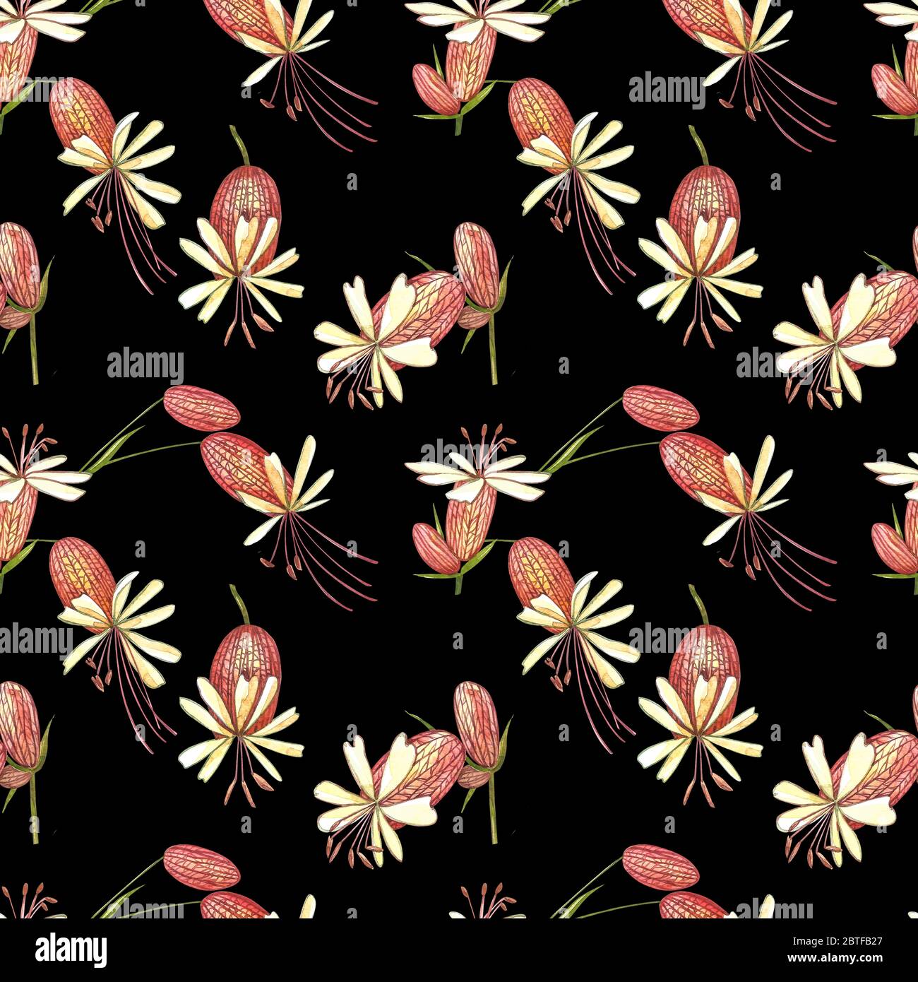 Bladder campion flowers. Watercolor set of drawing cornflowers, floral ...