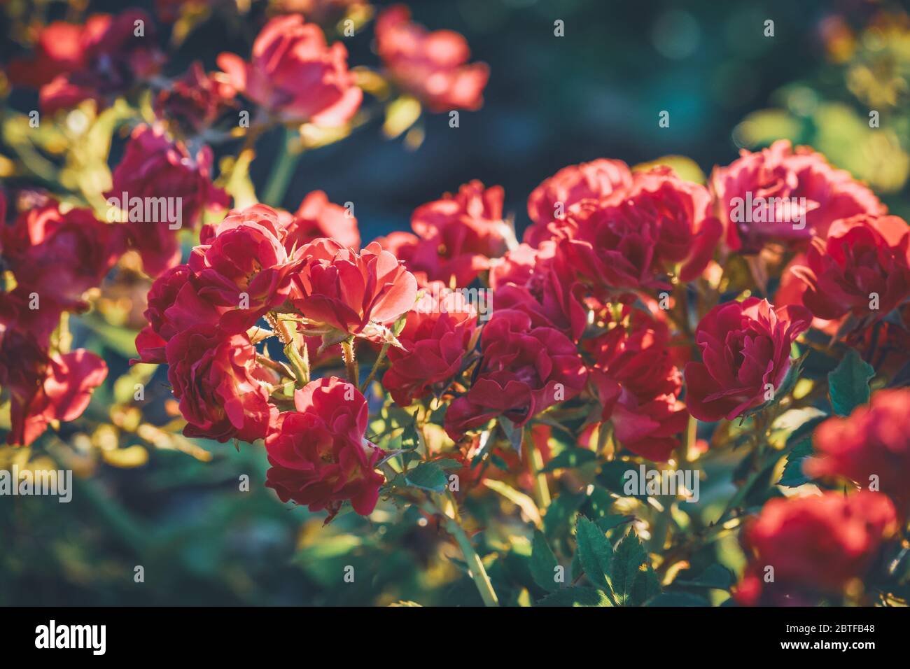 Miniflora hi-res stock photography and images - Alamy