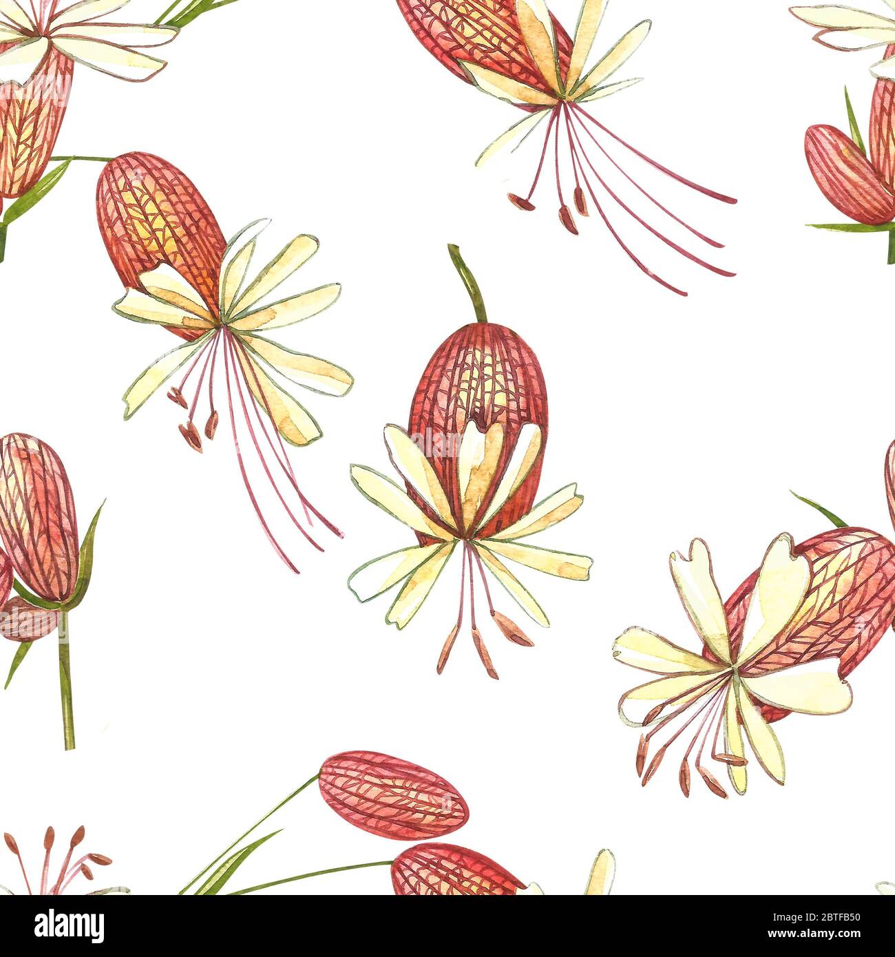 Bladder campion flowers. Watercolor set of drawing cornflowers, floral ...