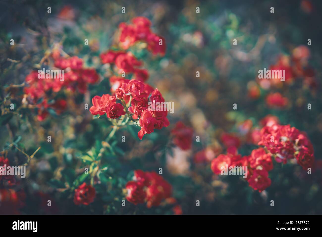 Miniflora roses hi-res stock photography and images - Alamy