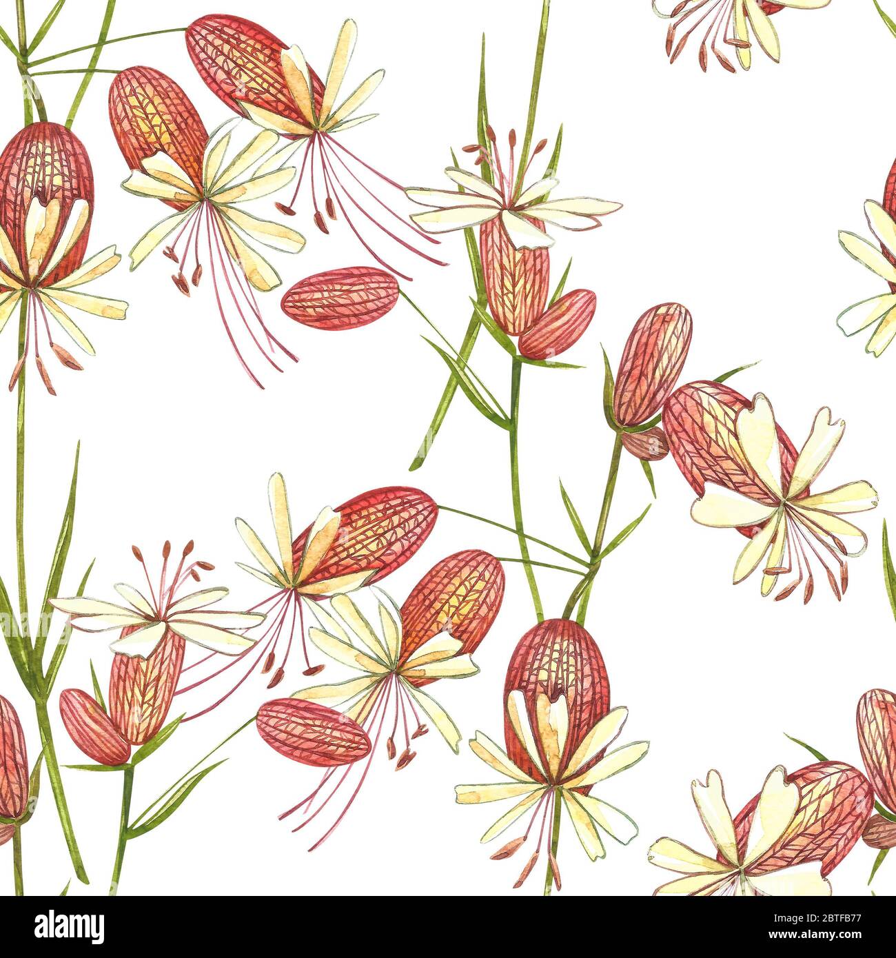 Bladder campion flowers. Watercolor set of drawing cornflowers, floral ...