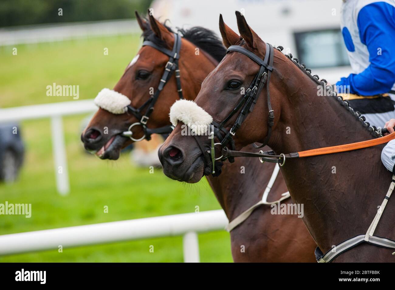 Close up on two race horses on the track before the race Stock Photo ...