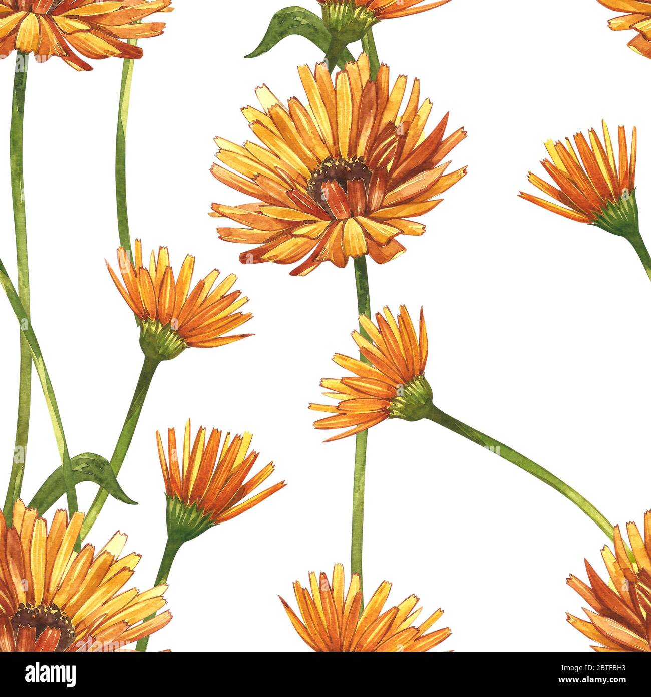 Calendula Botanical Drawing