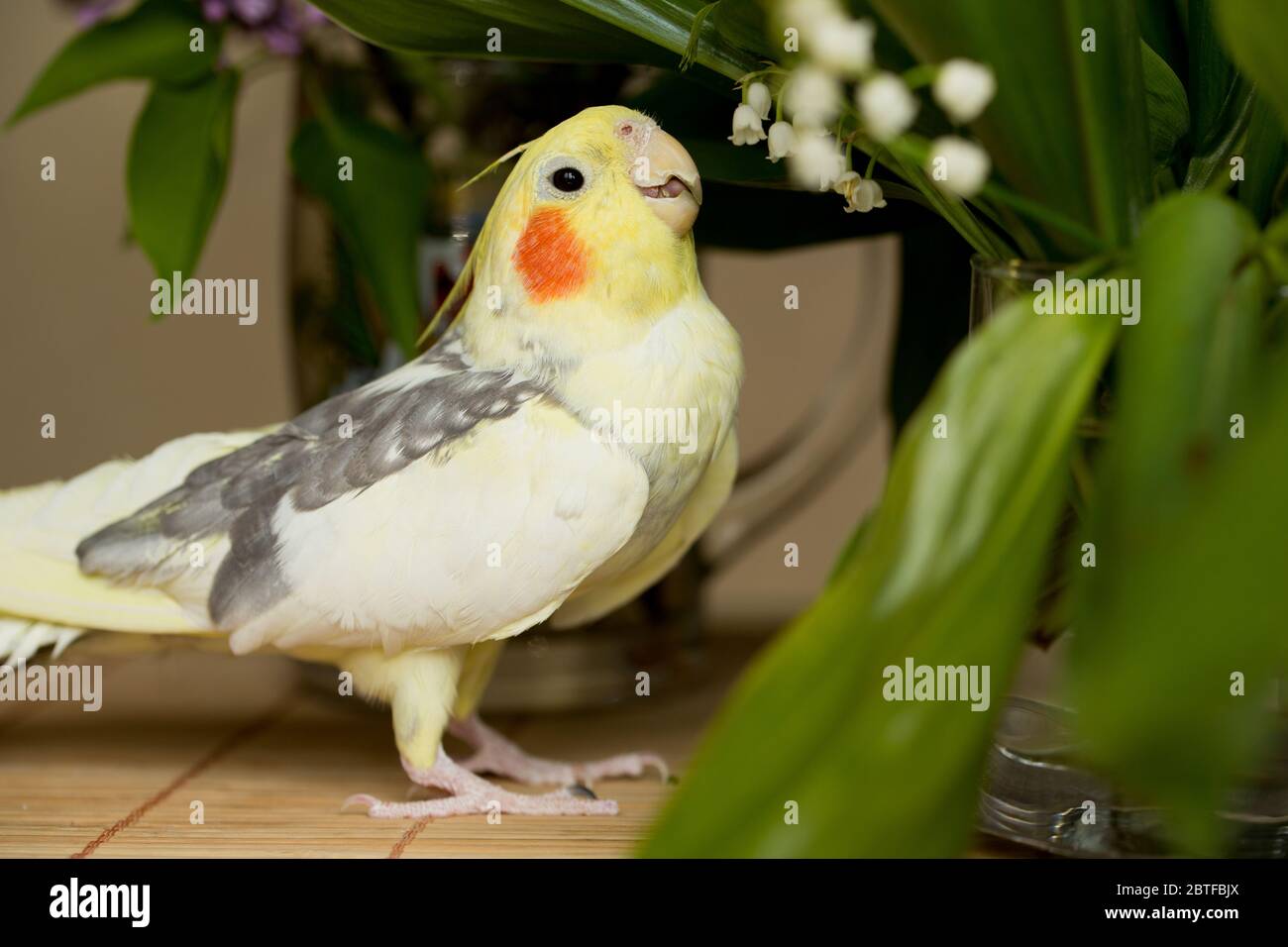 corella parrot with red cheeks and long feathers Stock Photo - Alamy