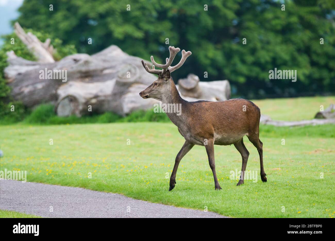 Young red deer crossing a pathway in Killarney national park, Ireland ...