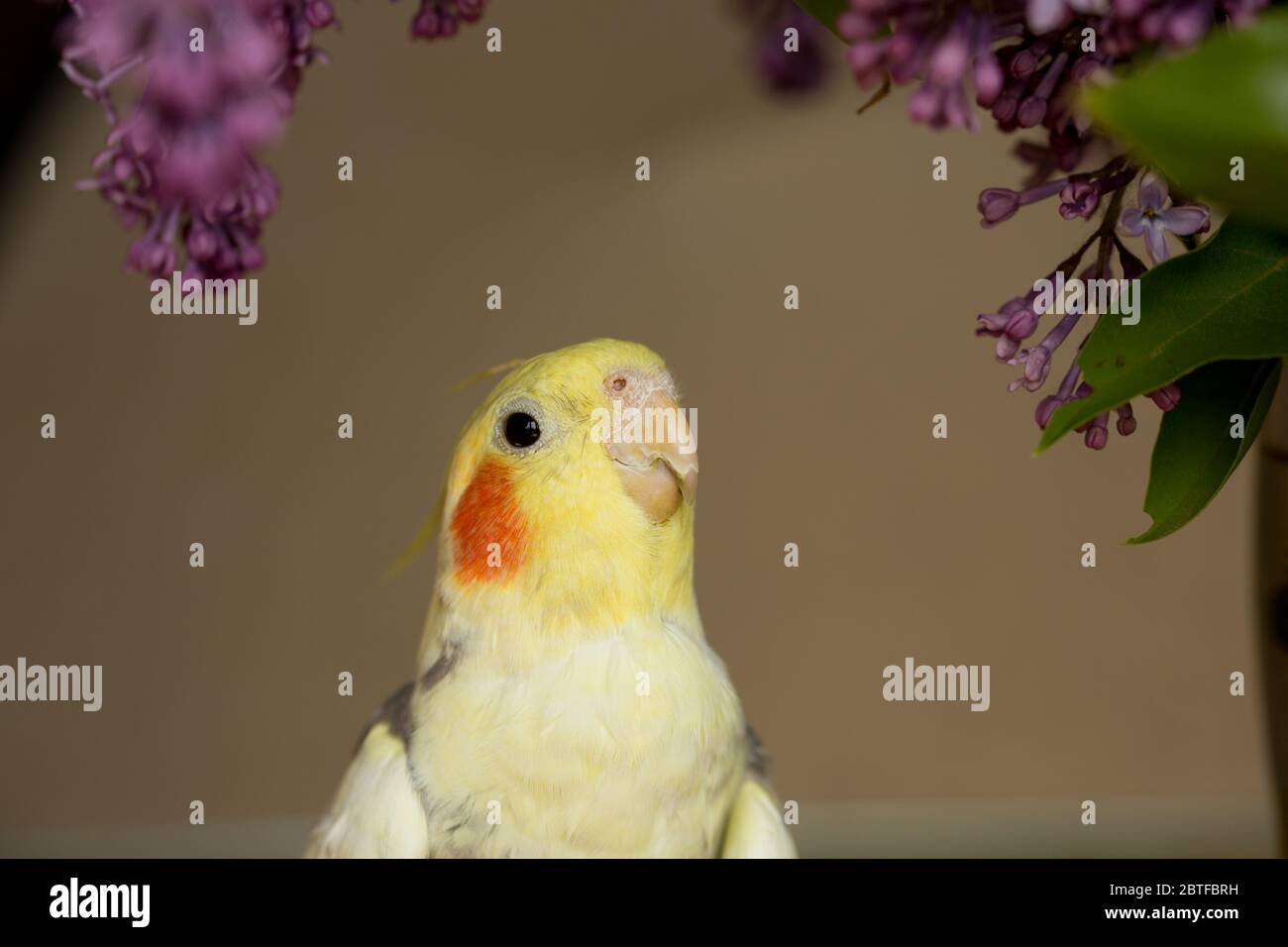 corella parrot with red cheeks and long feathers Stock Photo - Alamy