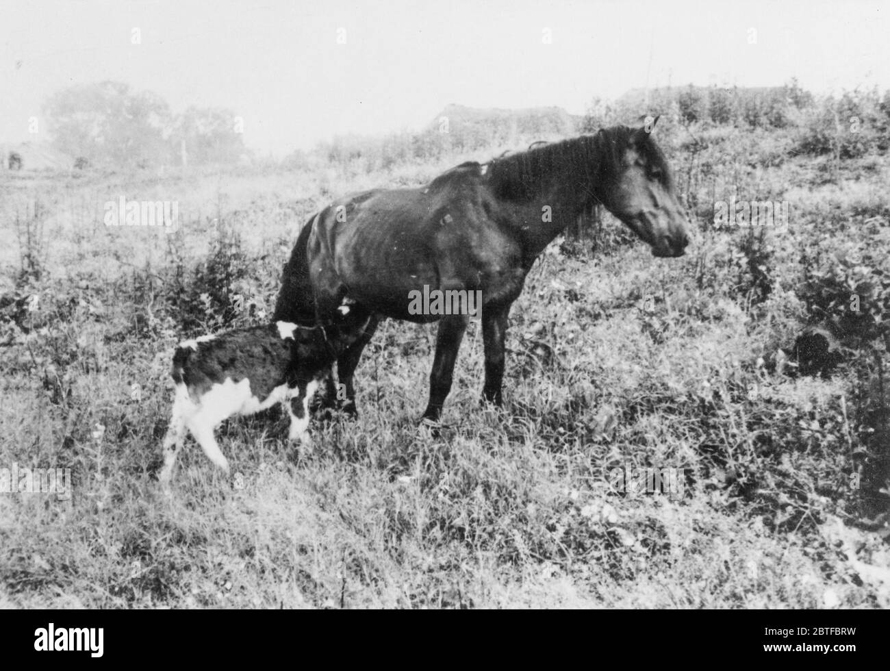 Animal Kingdom Operation Barbarossa - German Invasion of Russia, 1941 ...