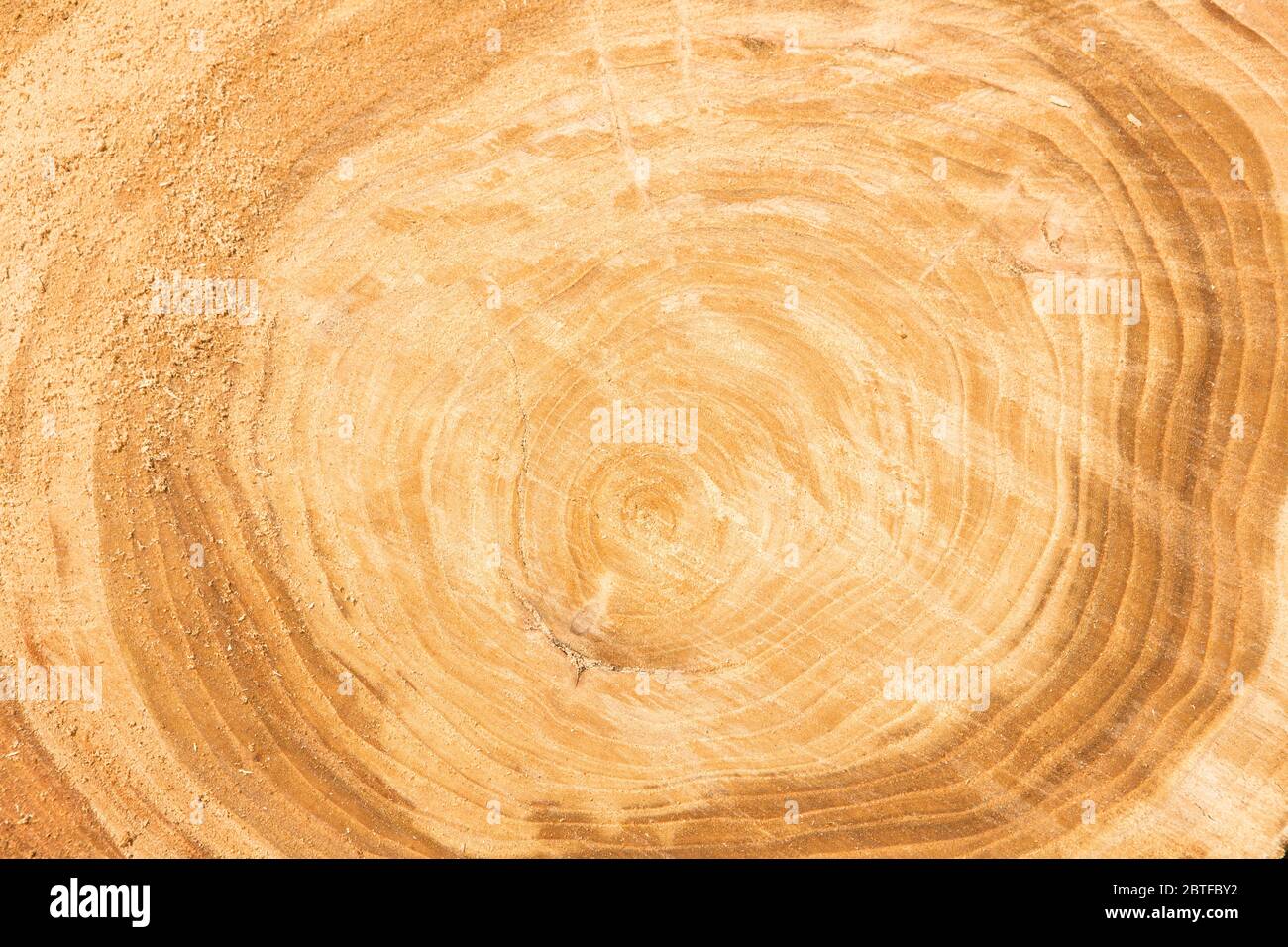 slice of wood timber natural background Stock Photo - Alamy