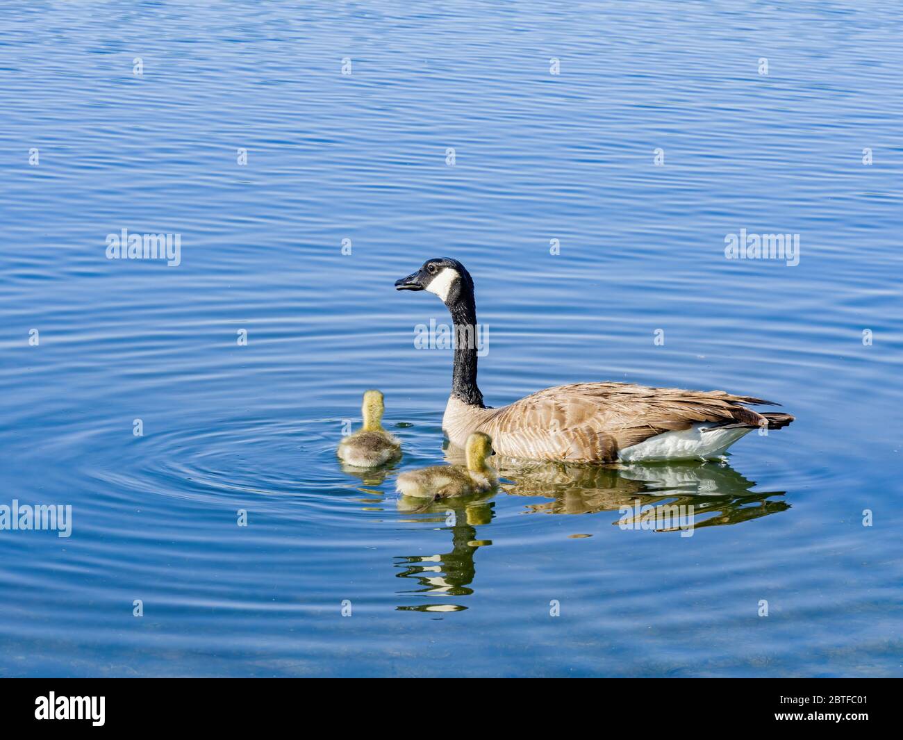 Close up of Canada goose and its child at Las Vegas, Nevada Stock Photo ...