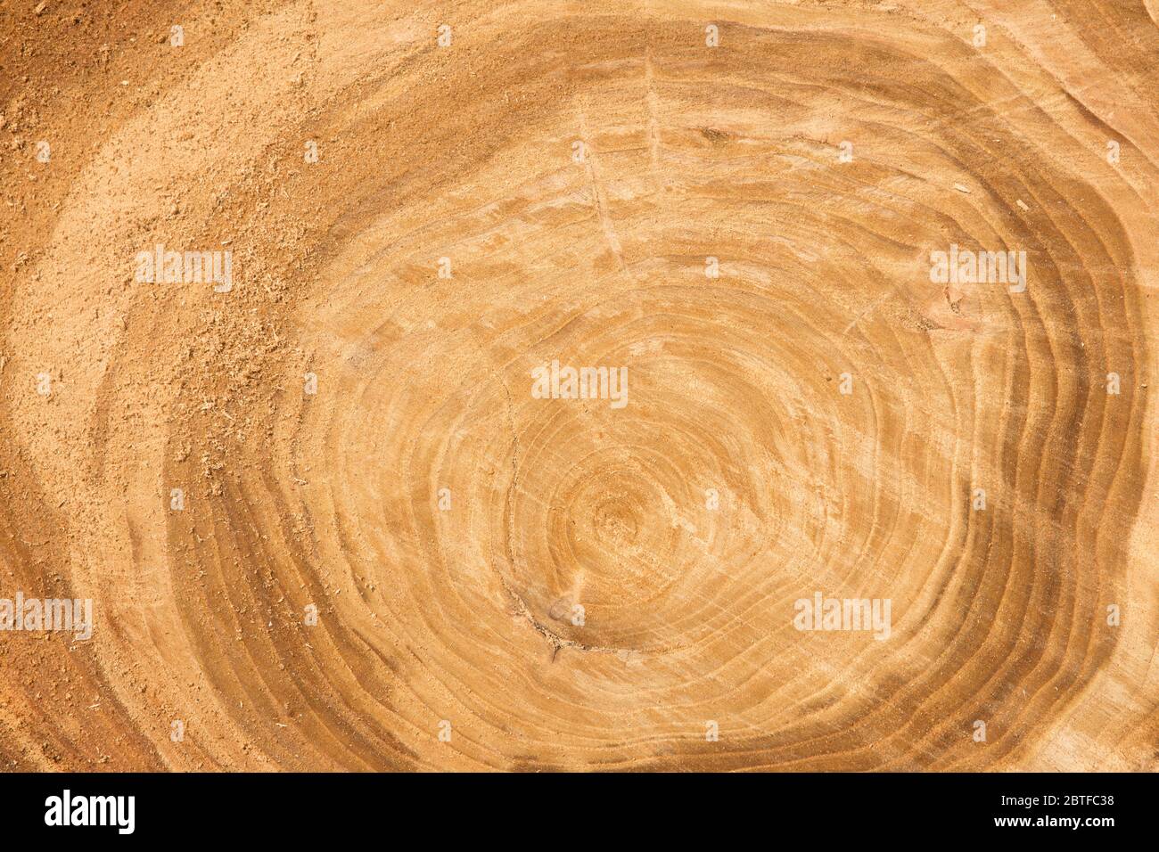 slice of wood timber natural background Stock Photo - Alamy