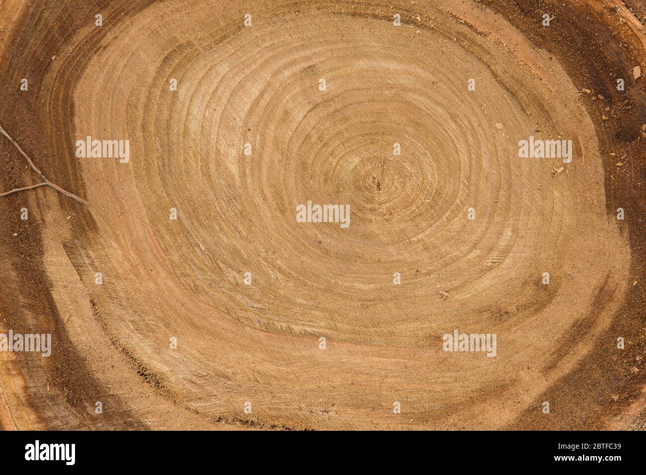 slice of wood timber natural background Stock Photo - Alamy