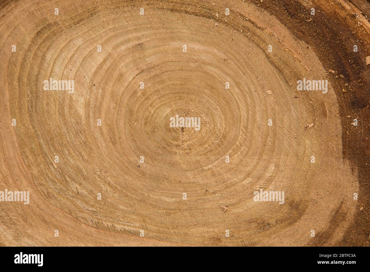 slice of wood timber natural background Stock Photo - Alamy