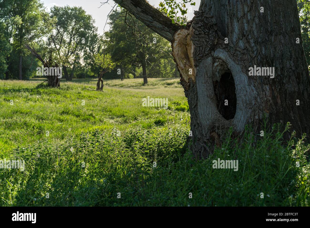 Large knothole in a tree trunk hi-res stock photography and images - Alamy