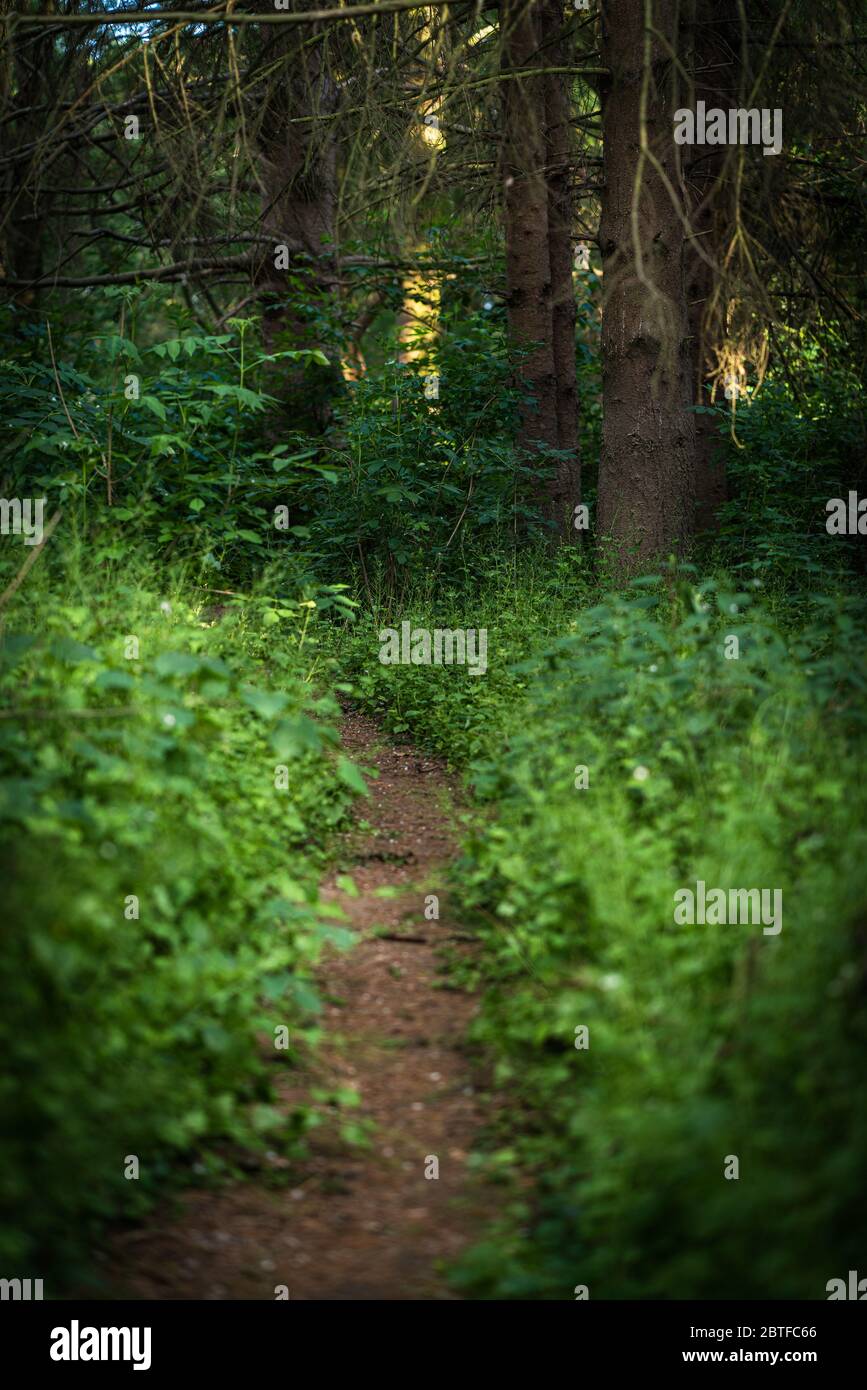 Dense scrub hi-res stock photography and images - Alamy