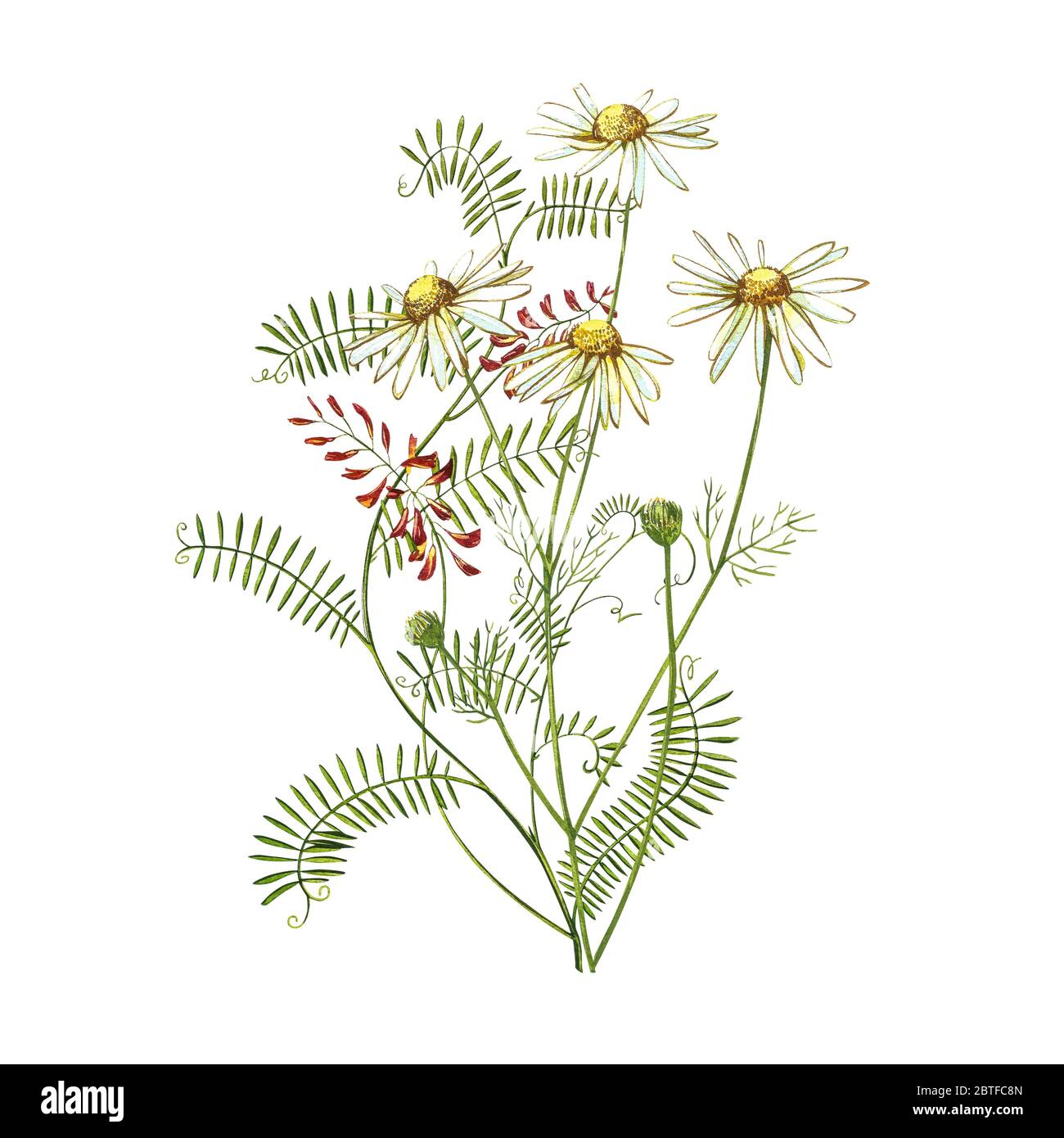 Chamomile or Daisy bouquets, white flowers. Realistic botanical sketch ...