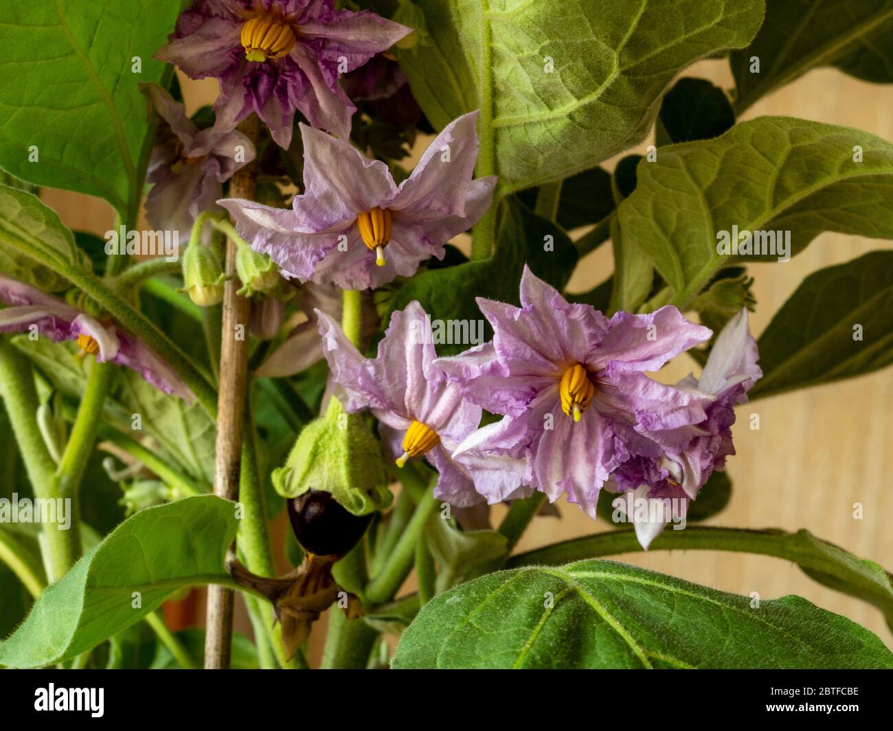 Developing eggplant hi-res stock photography and images - Alamy