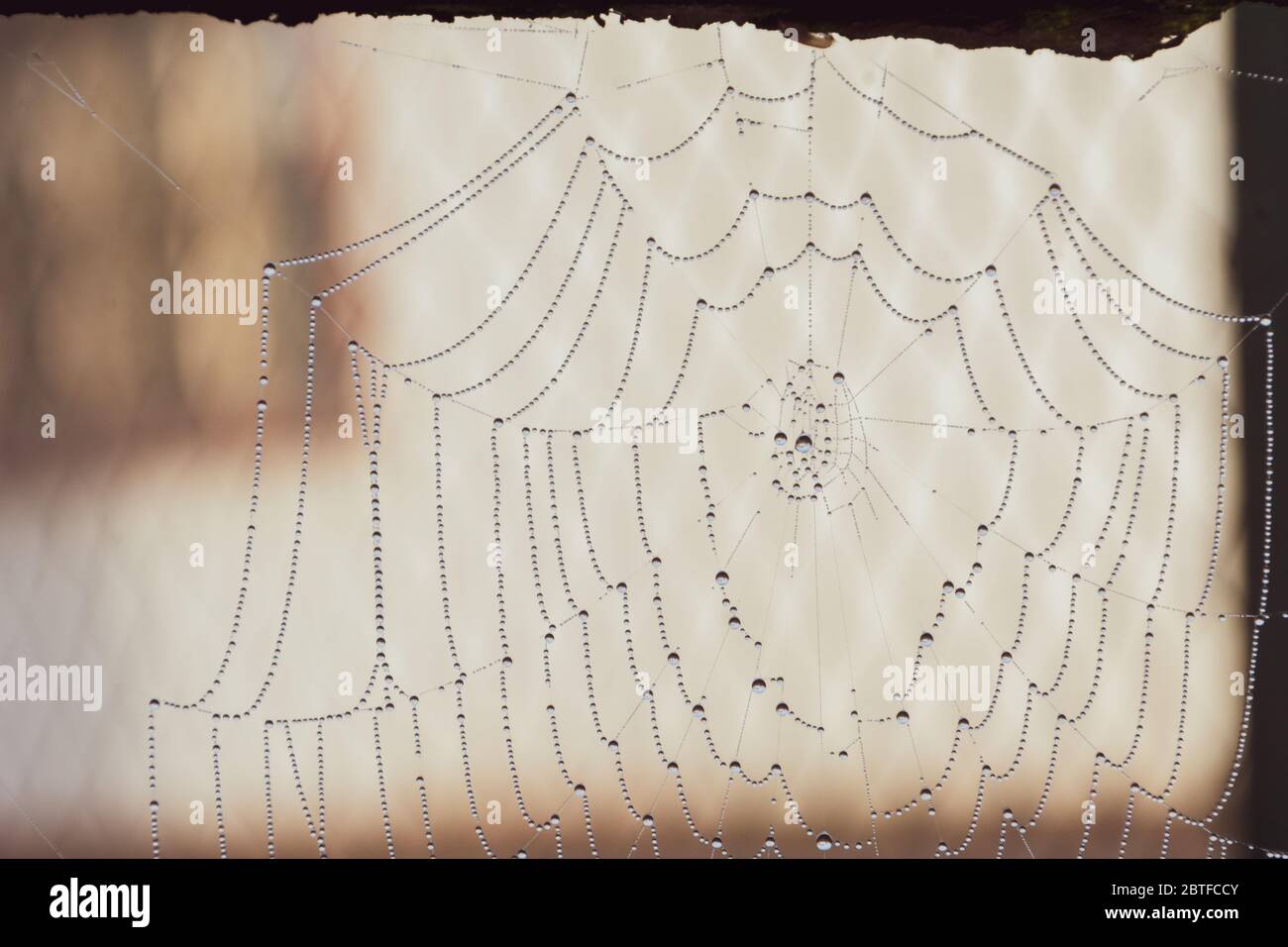 Awesome morning dew on cobweb. Natural design at it's best Stock Photo ...