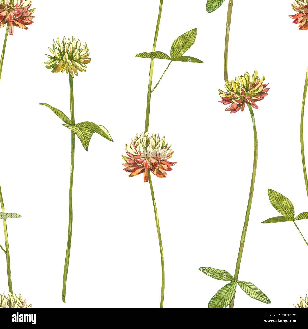 Watercolor botanical drawing of the meadow pink clover. Trefoil ...