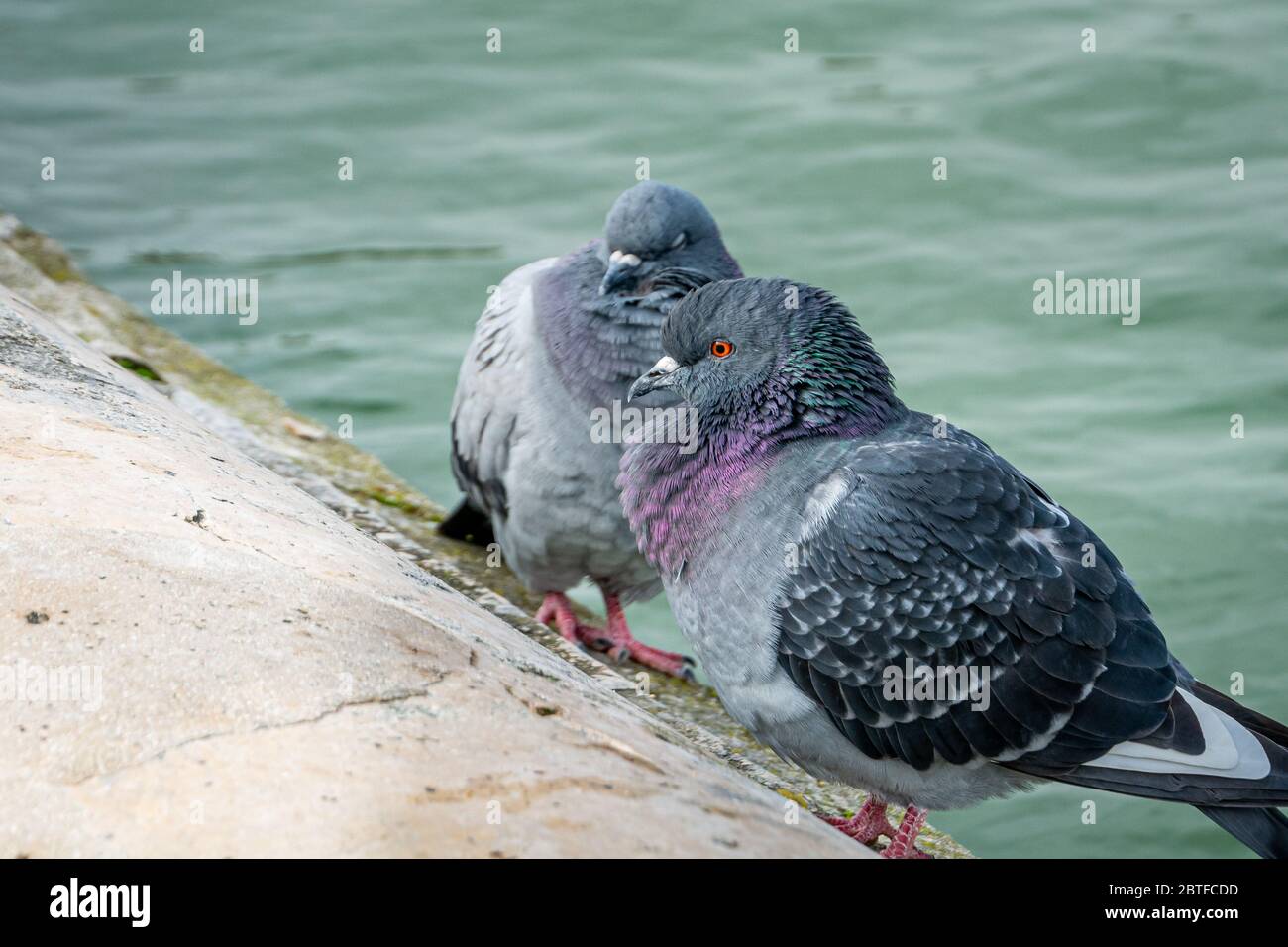 Two pigeons peacefully resting togethe close to river Seine in Paris ...