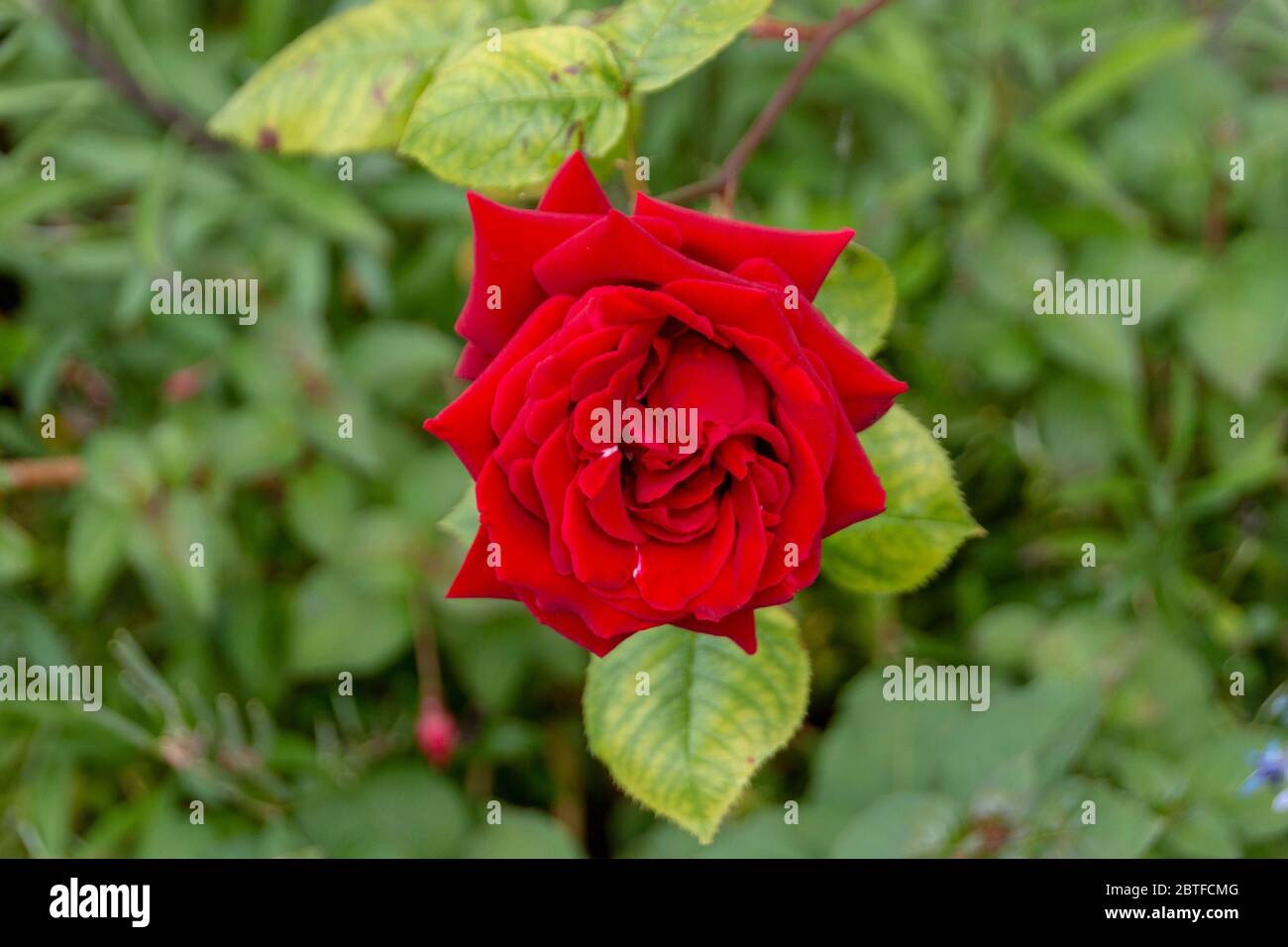 a close up view of a beautiful bright large red rose Stock Photo - Alamy