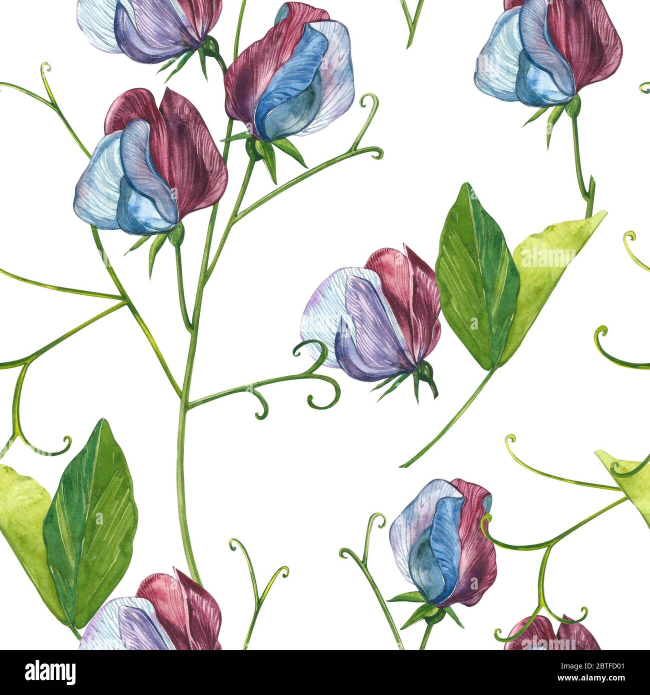 Seamless patterns. Watercolor set of Sweet Peas flowers and leaves ...