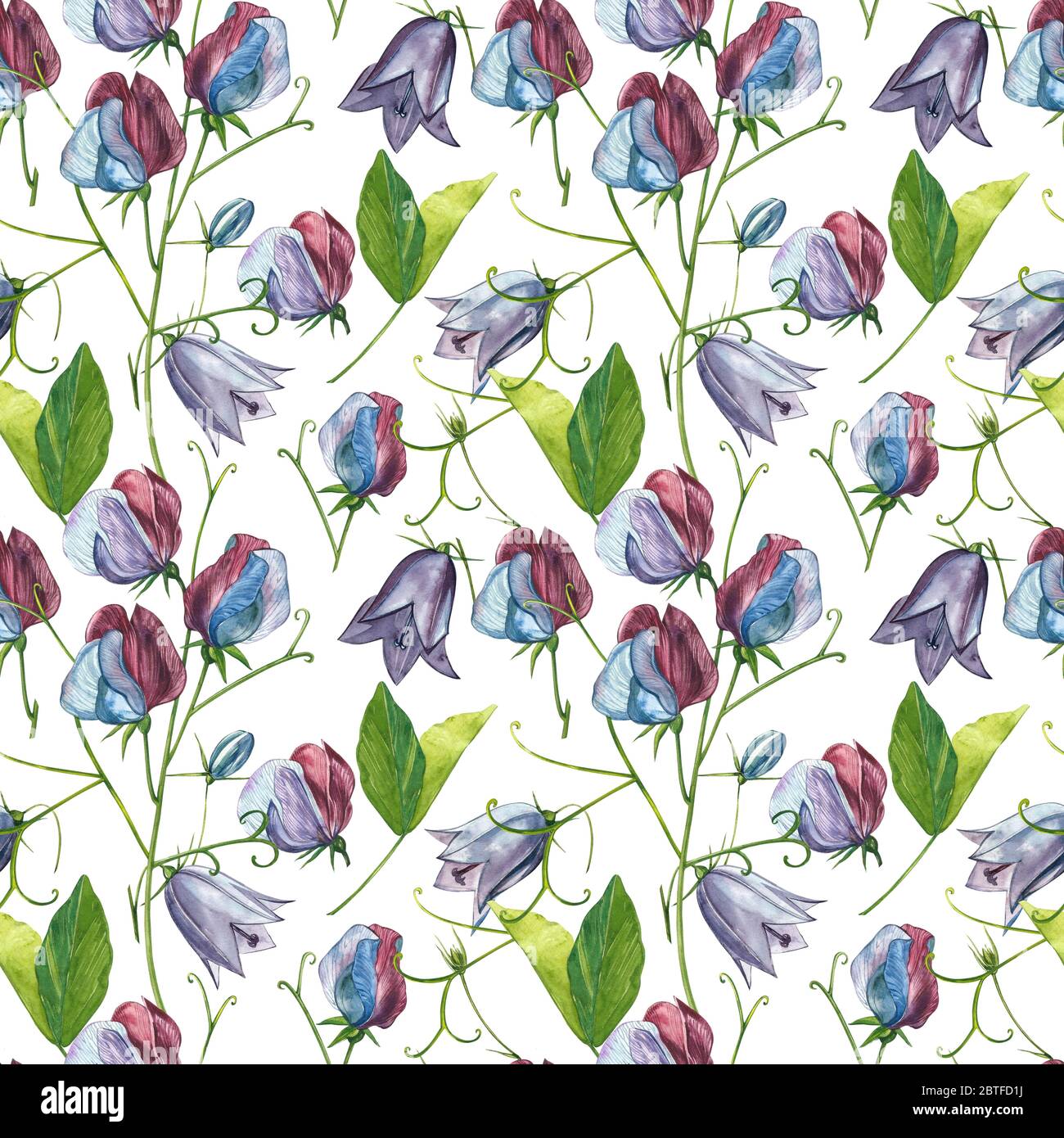 Seamless patterns. Watercolor set of Sweet Peas flowers and leaves ...