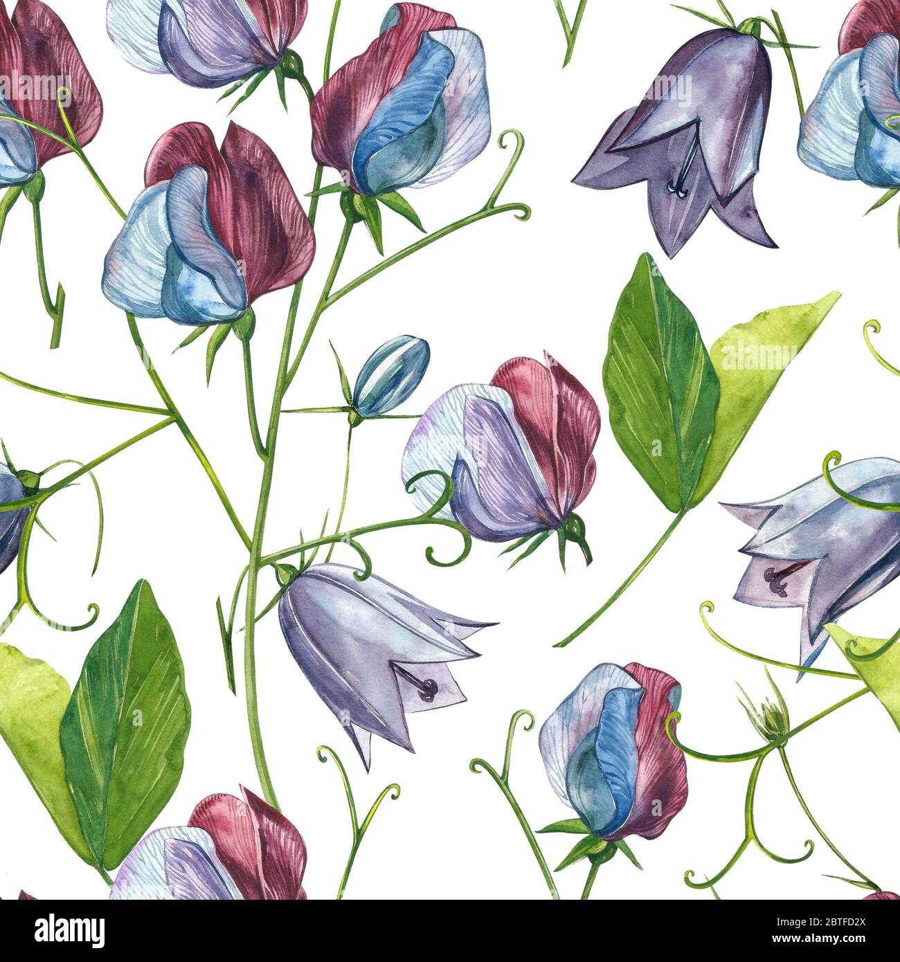 Seamless patterns. Watercolor set of Sweet Peas flowers and leaves ...