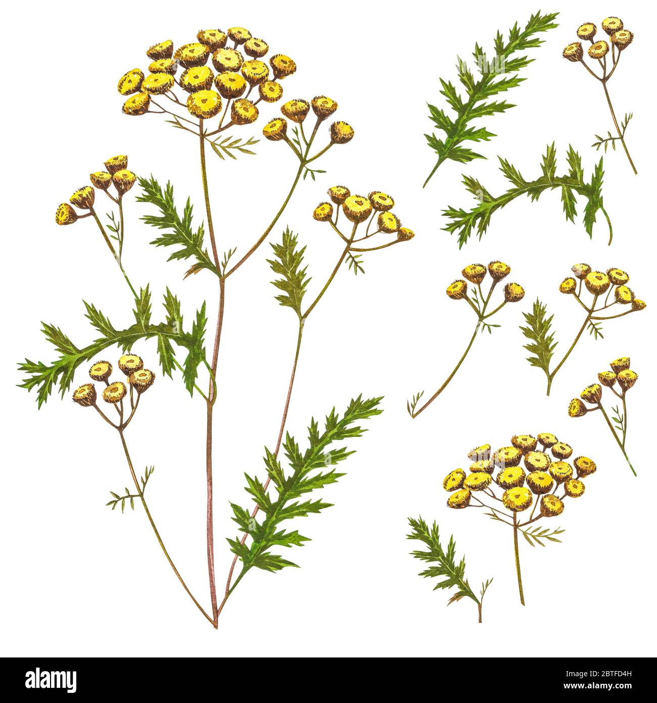 Wildflowers medicinal tansy watercolor illustrations. Isolated on the ...