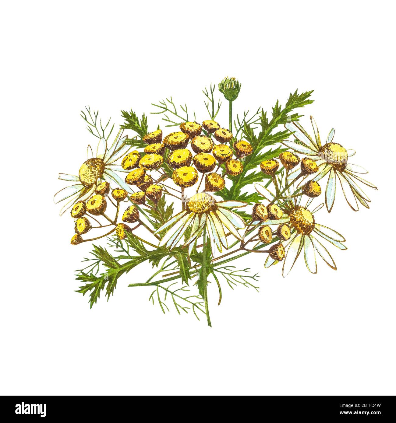 Common tansy plant Cut Out Stock Images & Pictures - Alamy